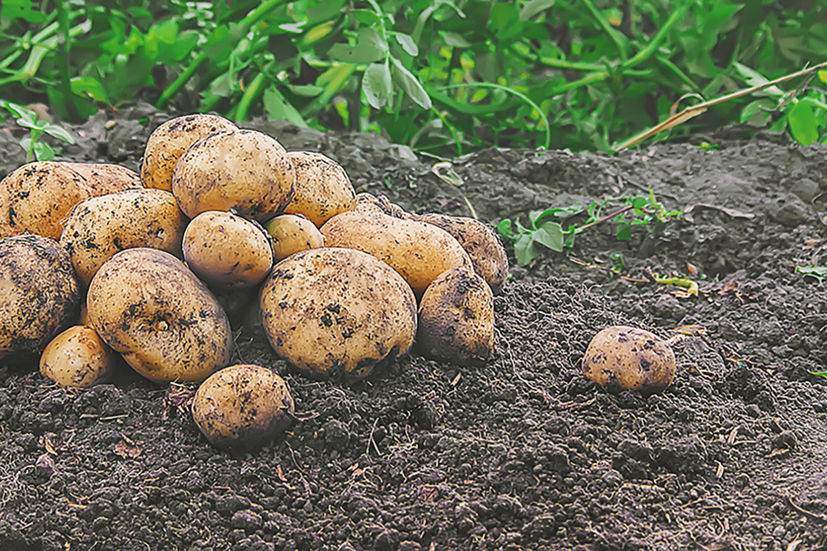 Simplot to acquire Clarebout Potatoes in 2025