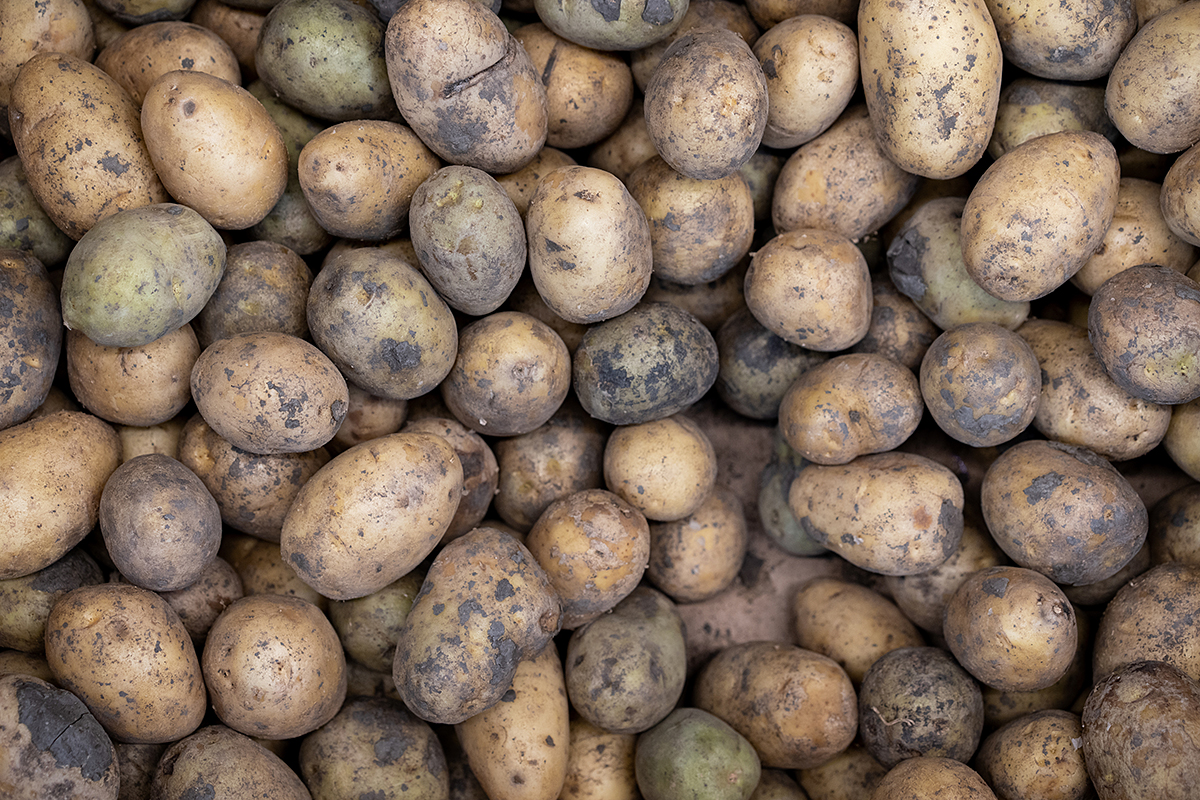 Impact of climate on South American potato market