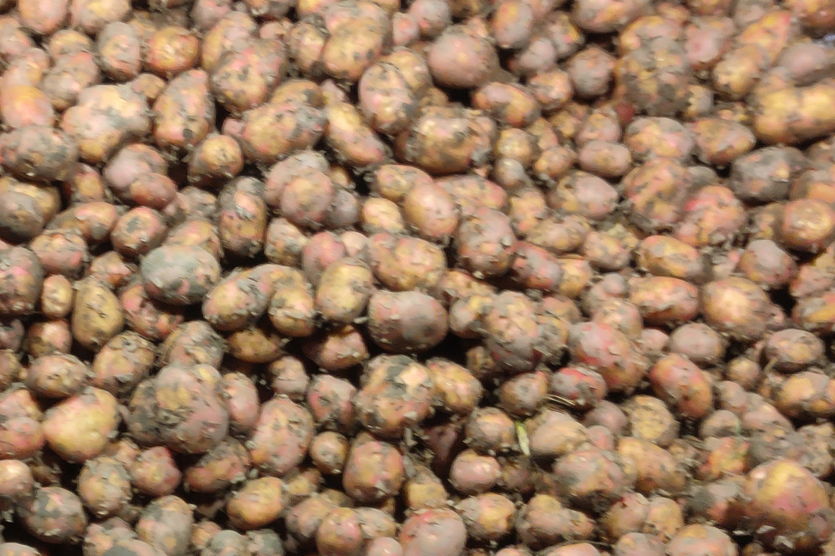Pakistan's potato sector faces seed challenges