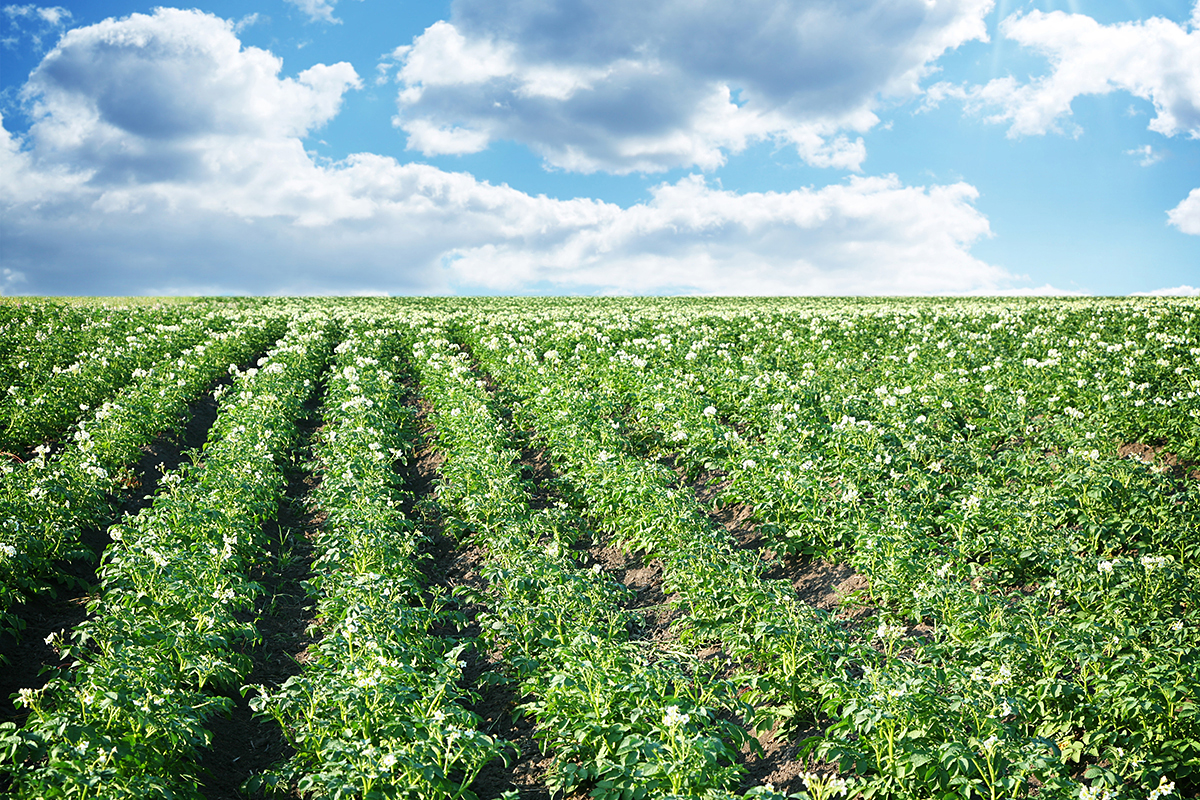 WA potato growers explore drones to boost farm efficiency