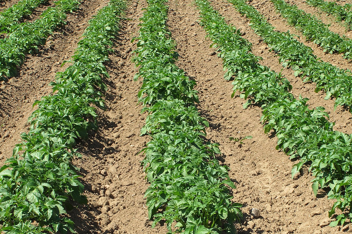 Four potato varieties target yield and early harvests in India