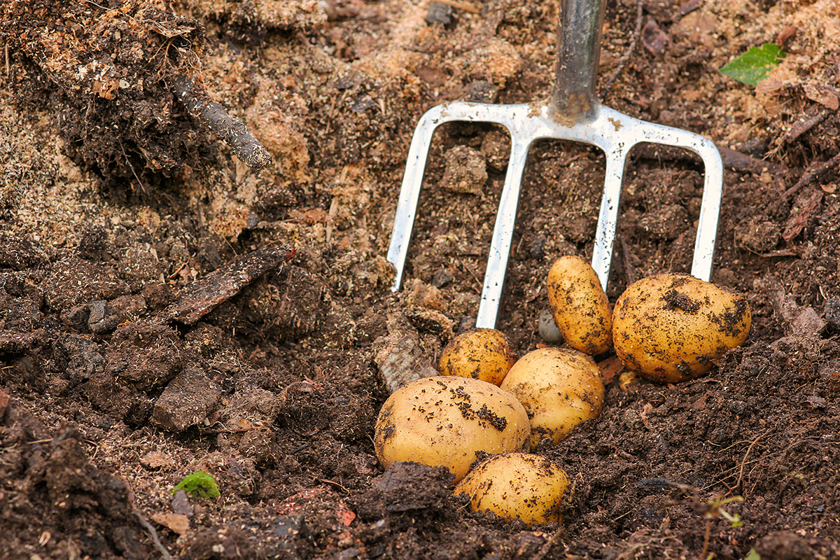 Latvia potato growers struggle with wet harvest losses