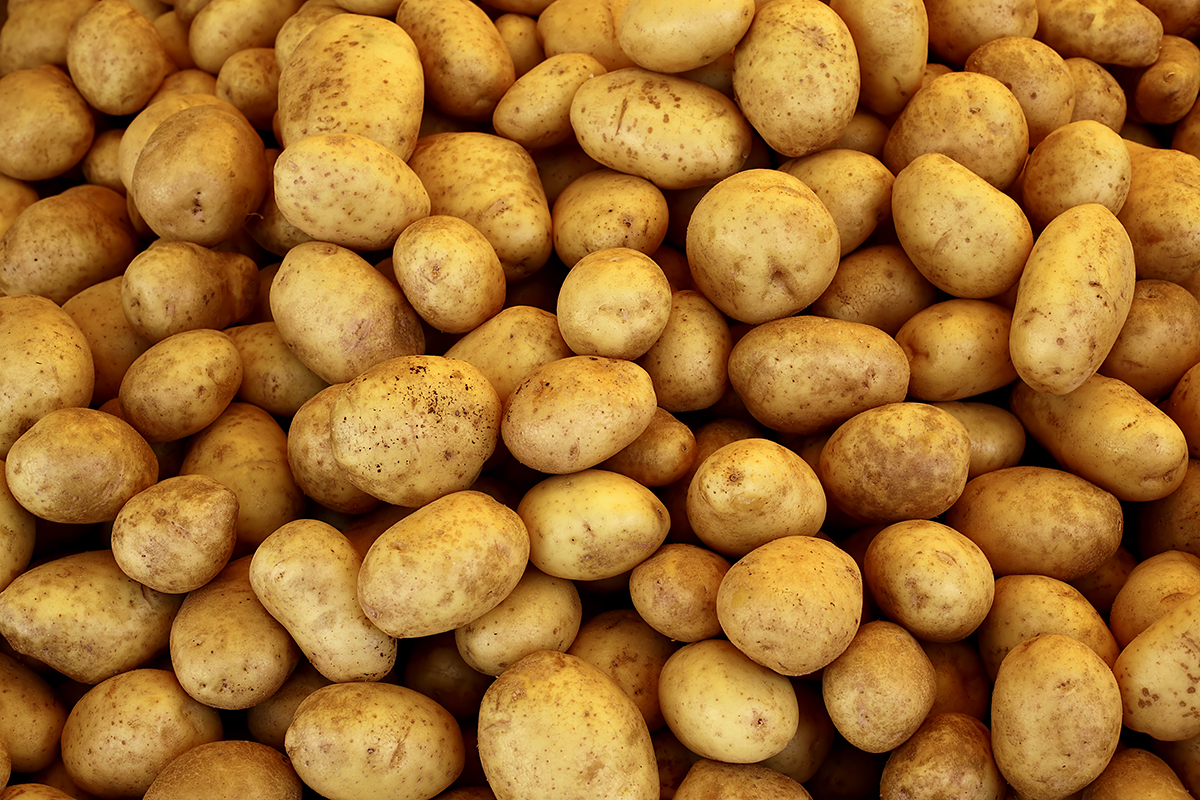 Global potato summit set for December in India