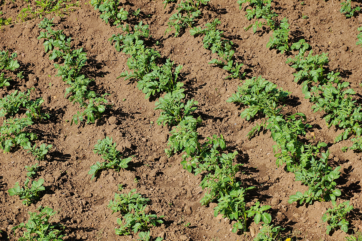 New program aims to broaden early pathogen detection in potato crops in ...