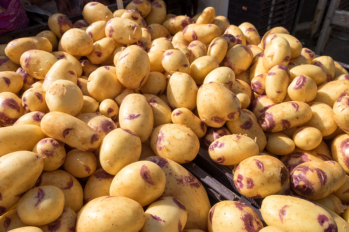 South African potato prices fall to $0.19 per kg