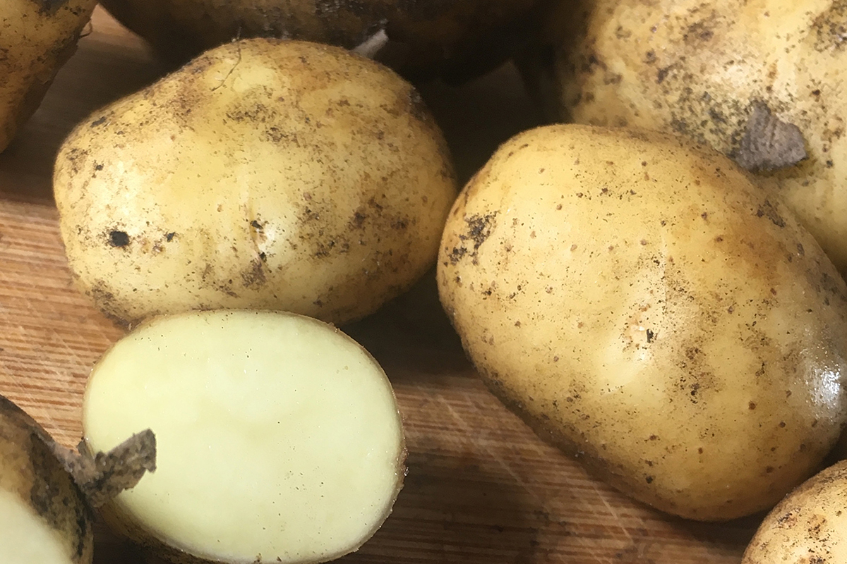 Marruecos recupera impulso en la exportación de patata tras años de ...