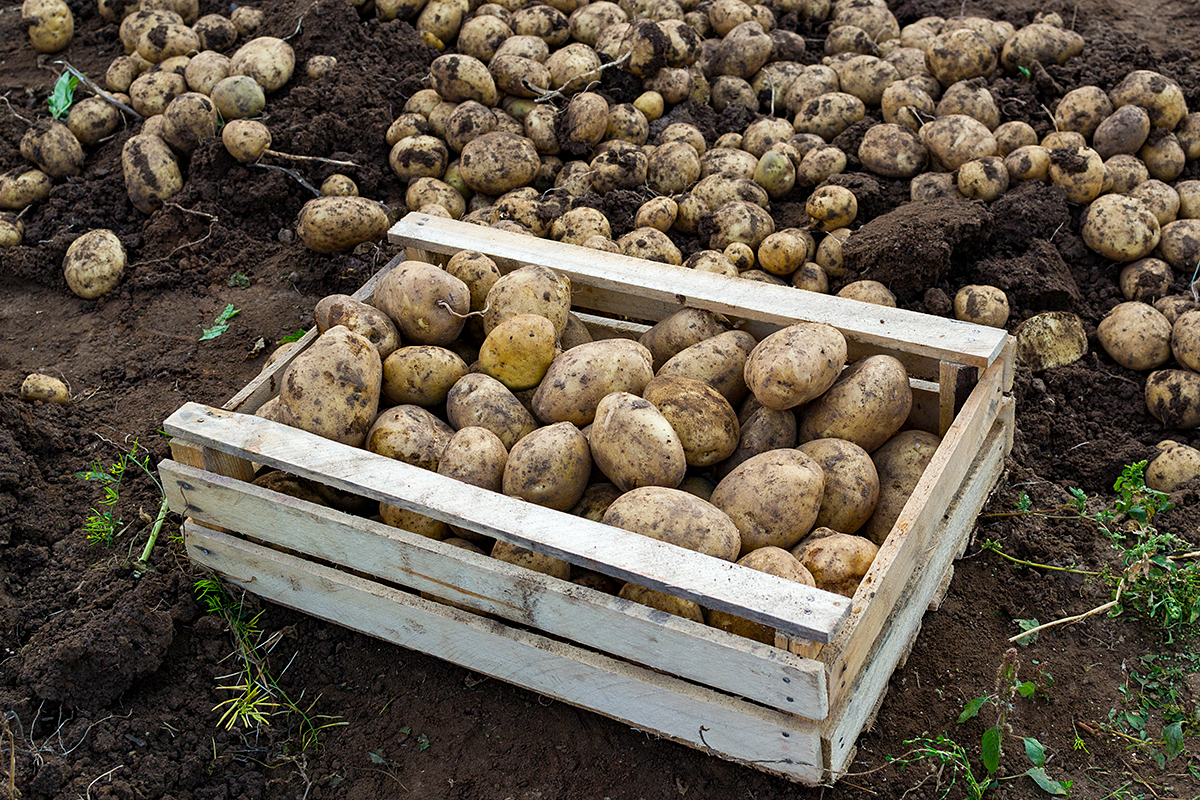 Wisconsin corn reaches dent stage as potato harvests advance