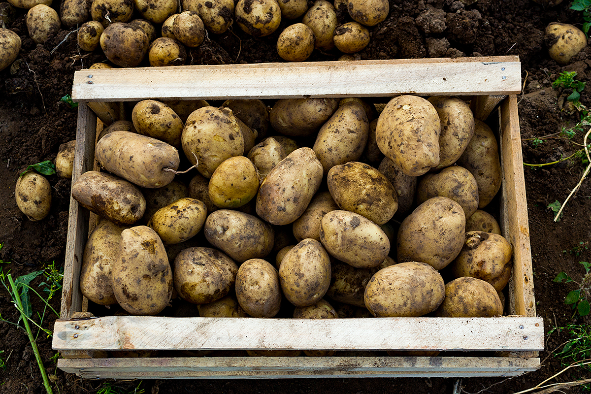 Kazakhstan harvests 1.8 million tons of potatoes