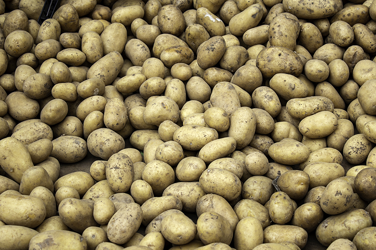 Advancing potato production in South Africa through ARC's breeding program