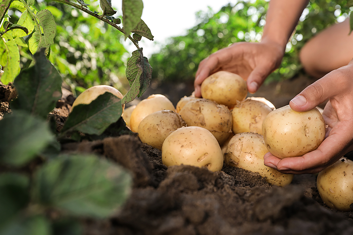 USDA forecasts slight drop in 2025 potato acreage