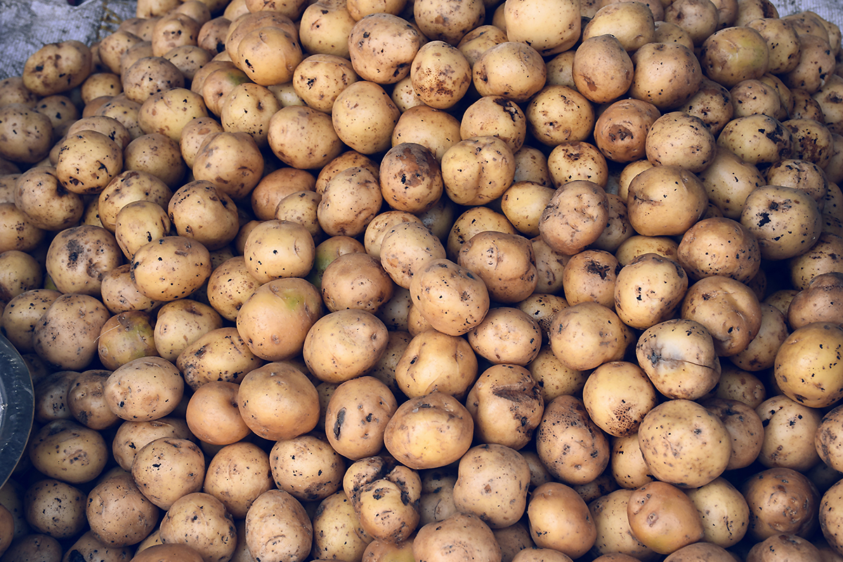 La patata tardía compensará las pérdidas generadas por la cebolla ...