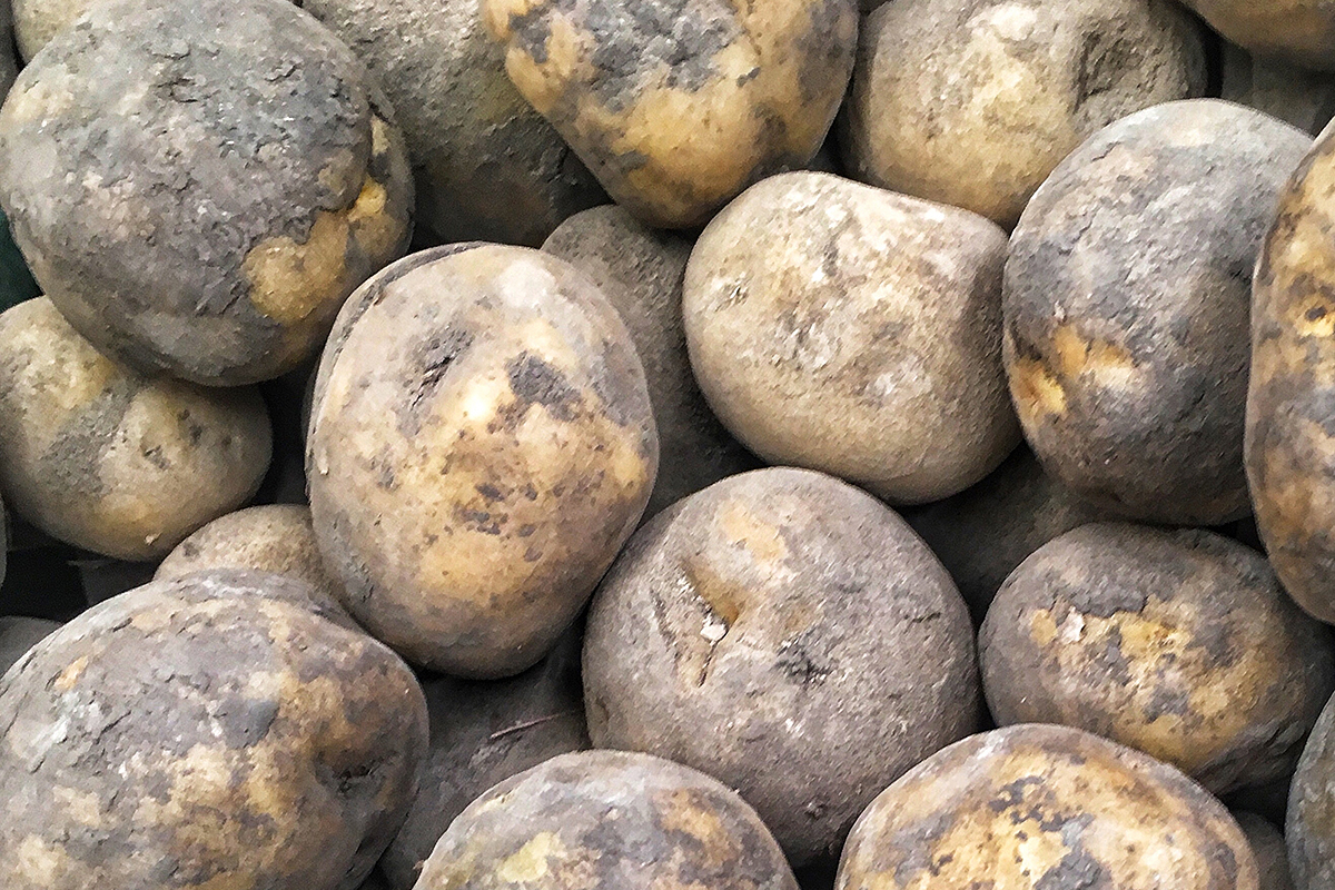 Comienza en Galicia la recogida de la patata