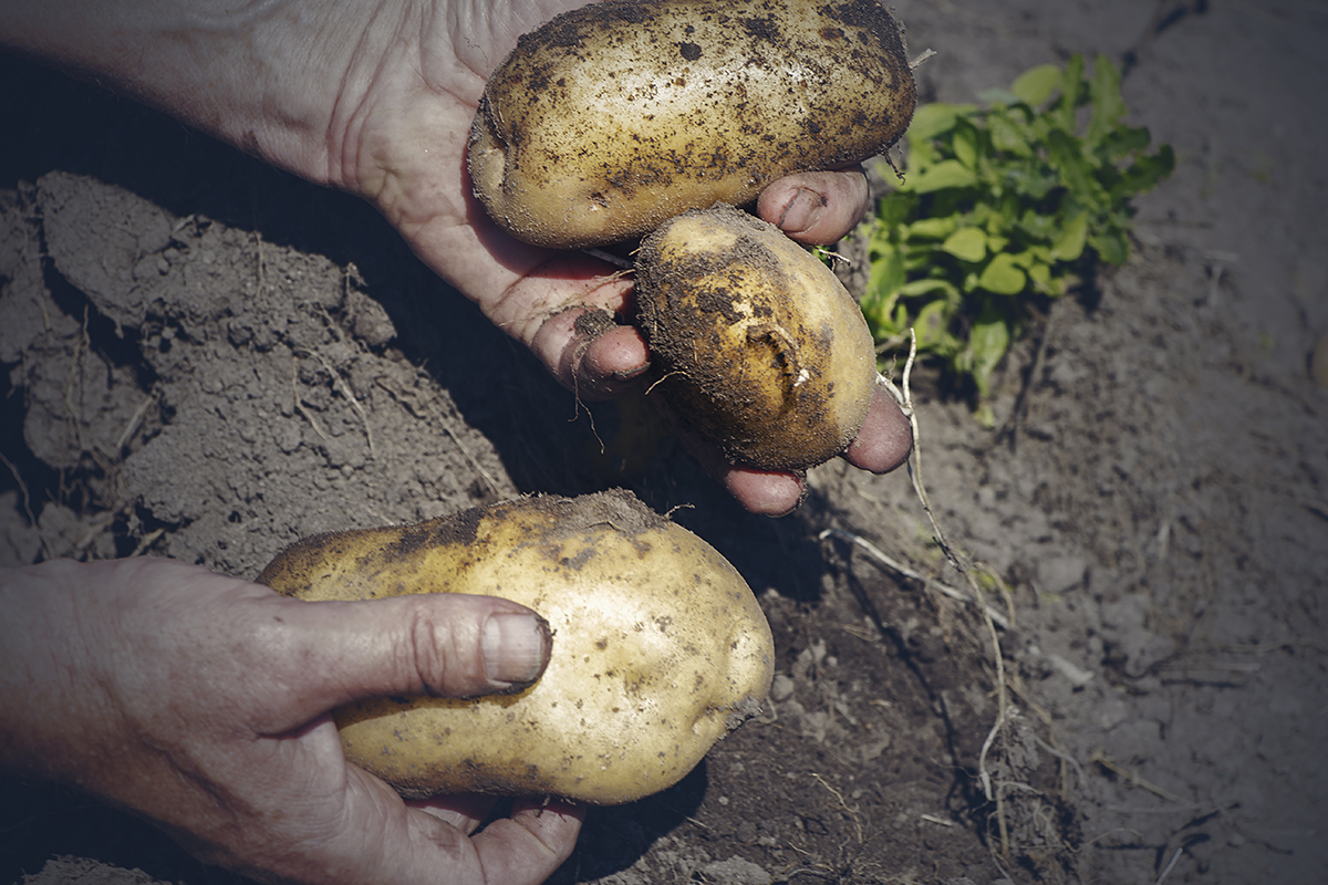 Ring Rot found in Polish potatoes prompts stricter UK checks