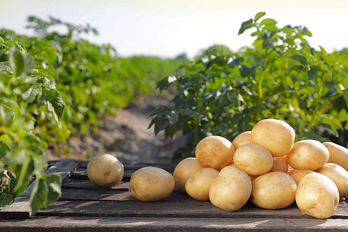 U.S. shapes potato trade through policy and diplomacy
