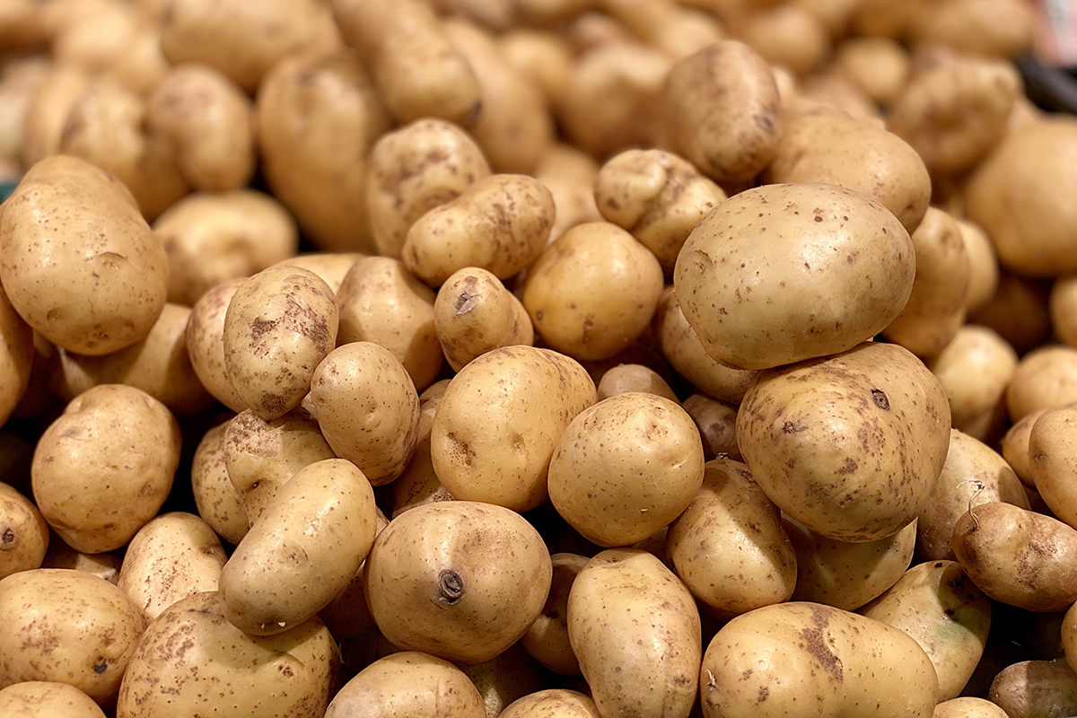Luxembourg growers face low potato prices after record yields