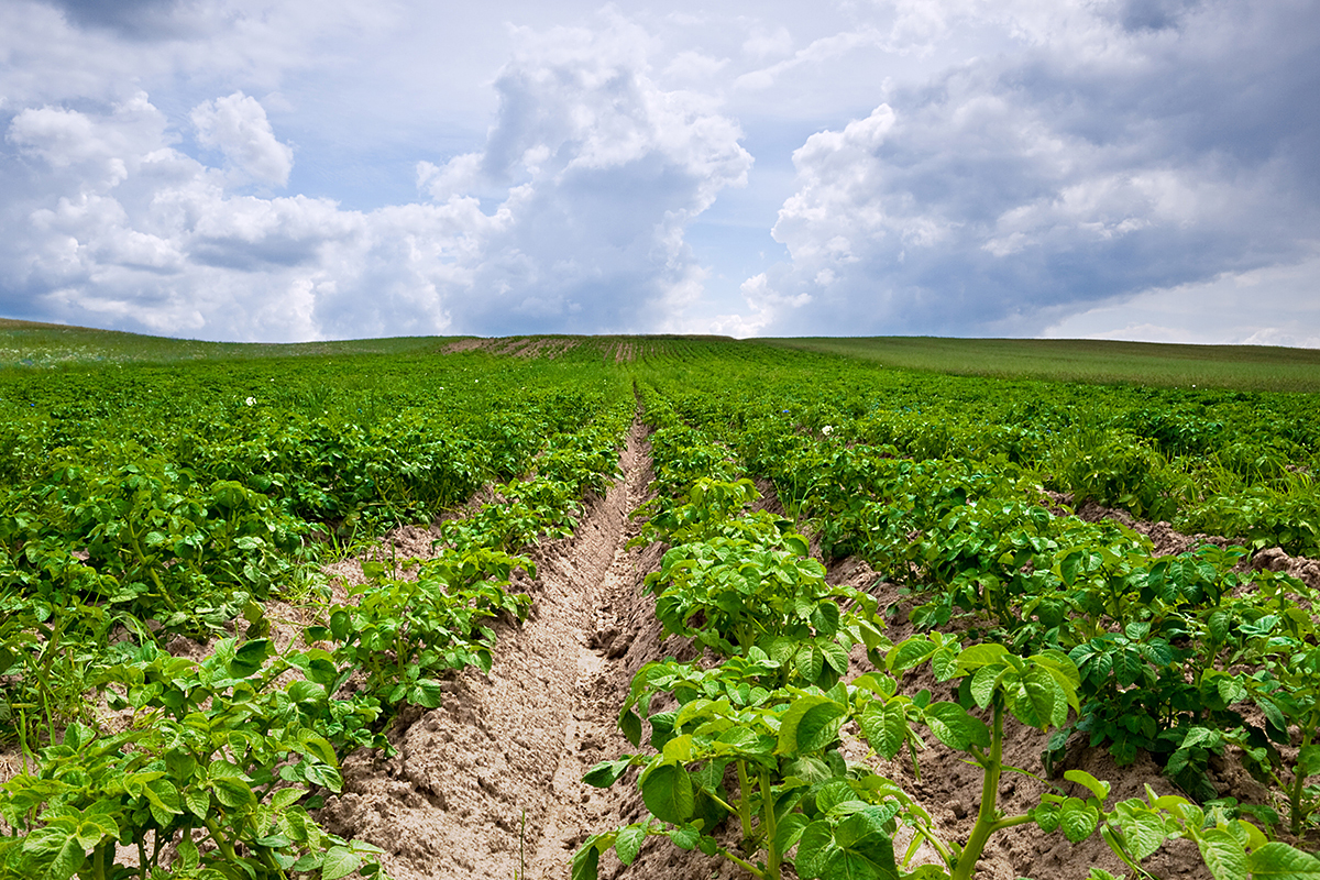 Canterbury produces 95% of New Zealand’s certified seed potatoes