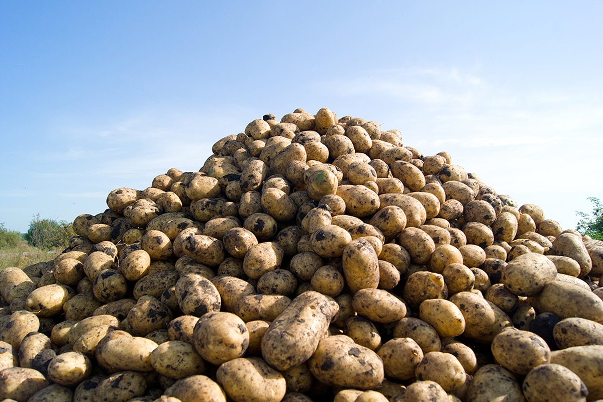 Pakistan potato harvest exceeds target by 44%
