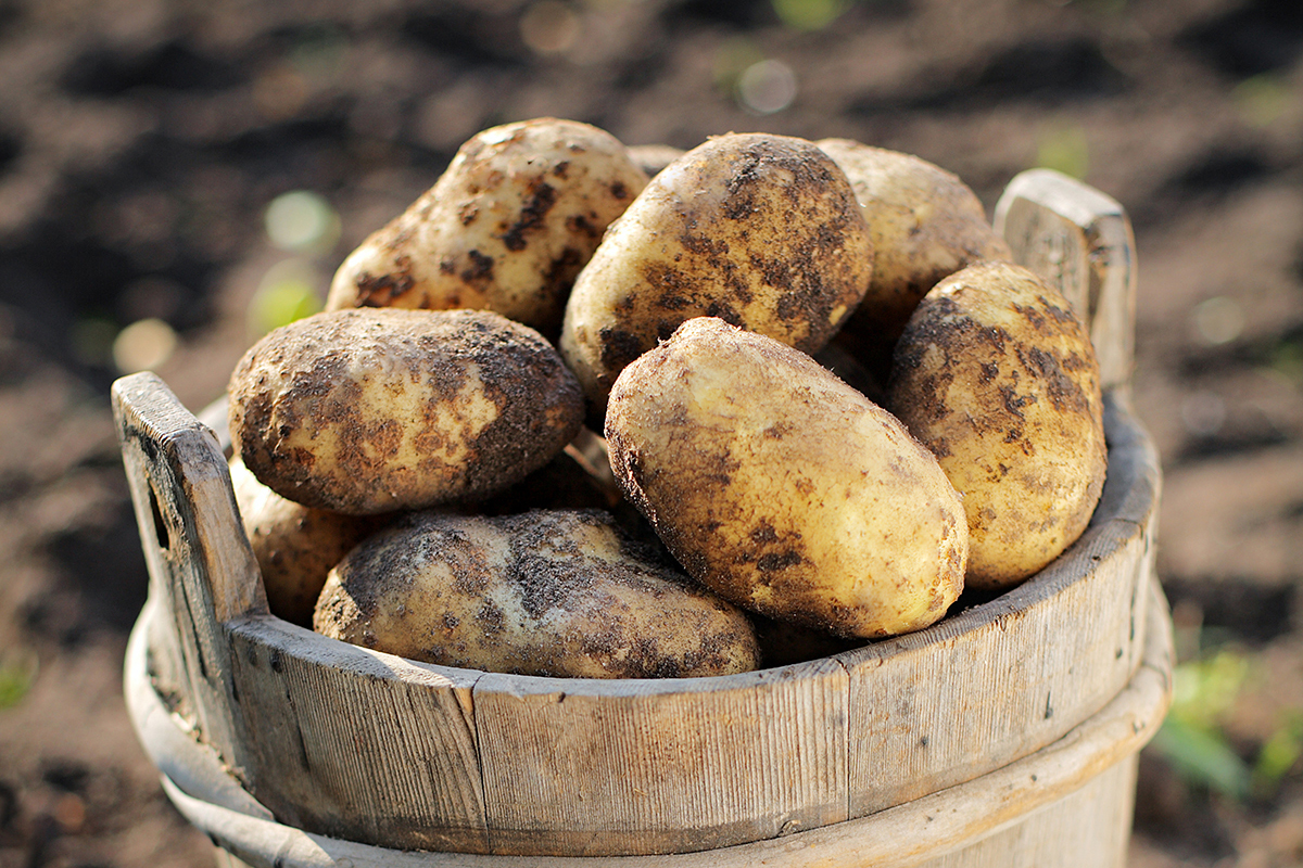 La IGP Patata de Valderredible, un impulso para Cantabria