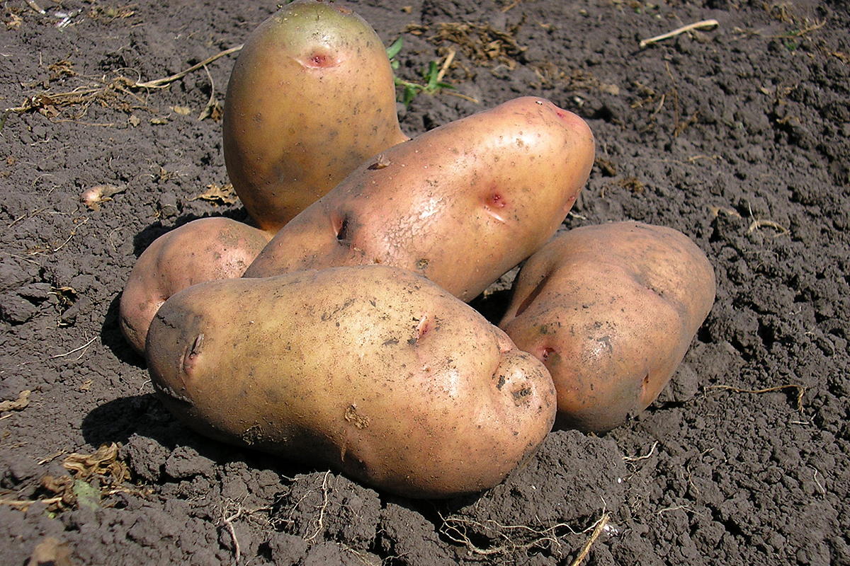 El tiempo seco favorece la siembra de patata en el noroeste de Europa ...