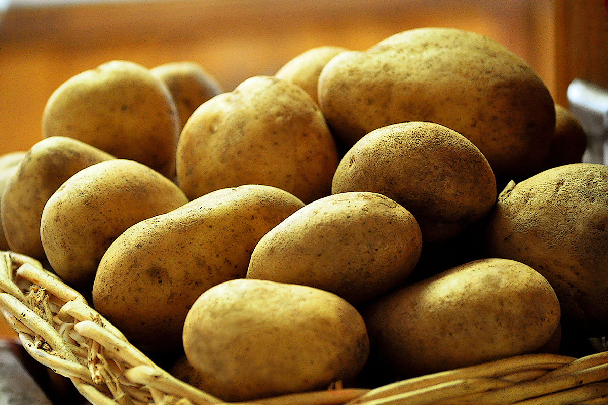 La cosecha de patata en Castilla y León registra precios históricos