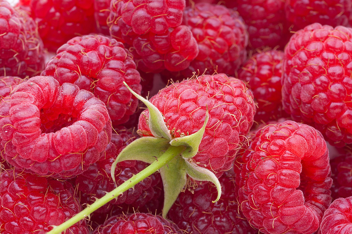 Ukrainian raspberry prices show unusual volatility in 2025 season