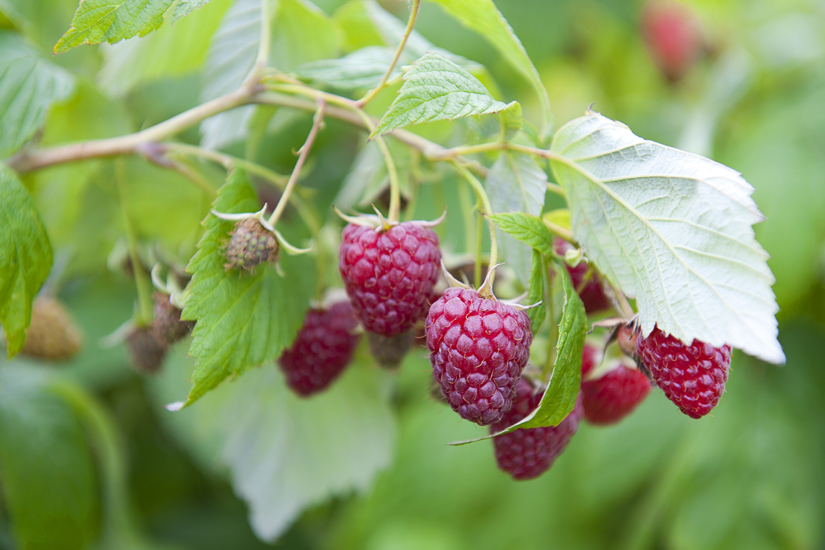 British raspberries to be grown in greenhouses in the Cherkasy region ...