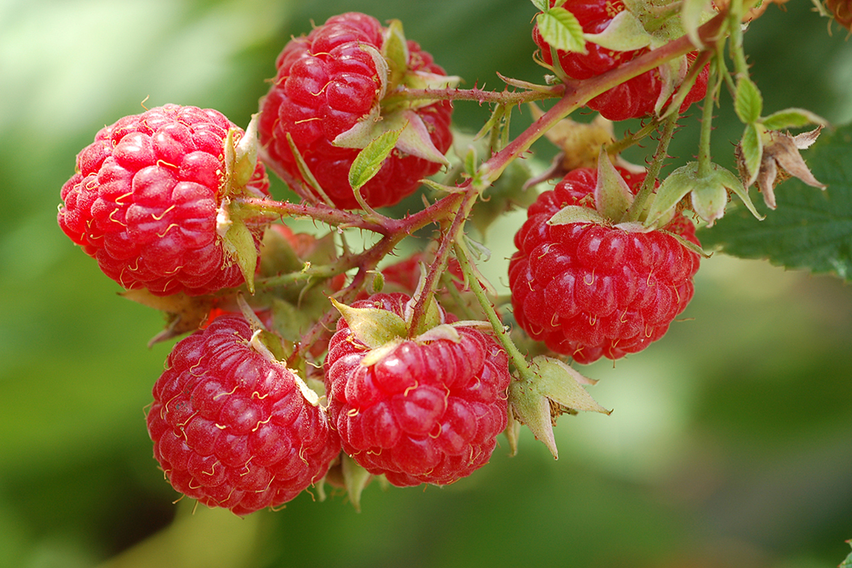 Serbian raspberry production hit by weather