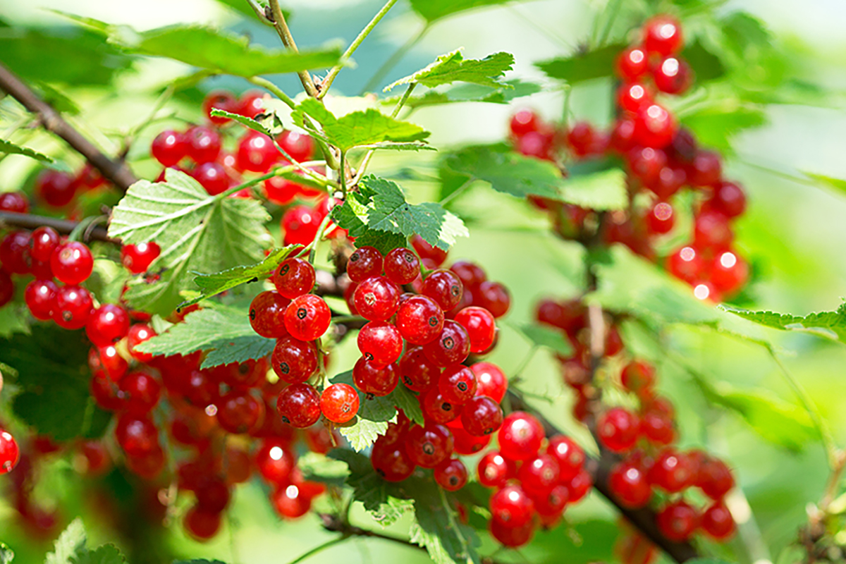 Moldova expects first red currant lots by end of June
