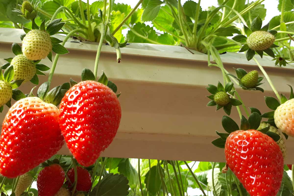 African Farming Industries invests $2 million to grow strawberries in ...