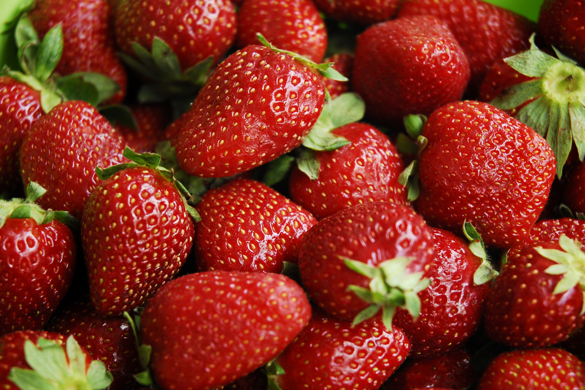 Strawberry-growing cooperative launched in Batken Region for export market