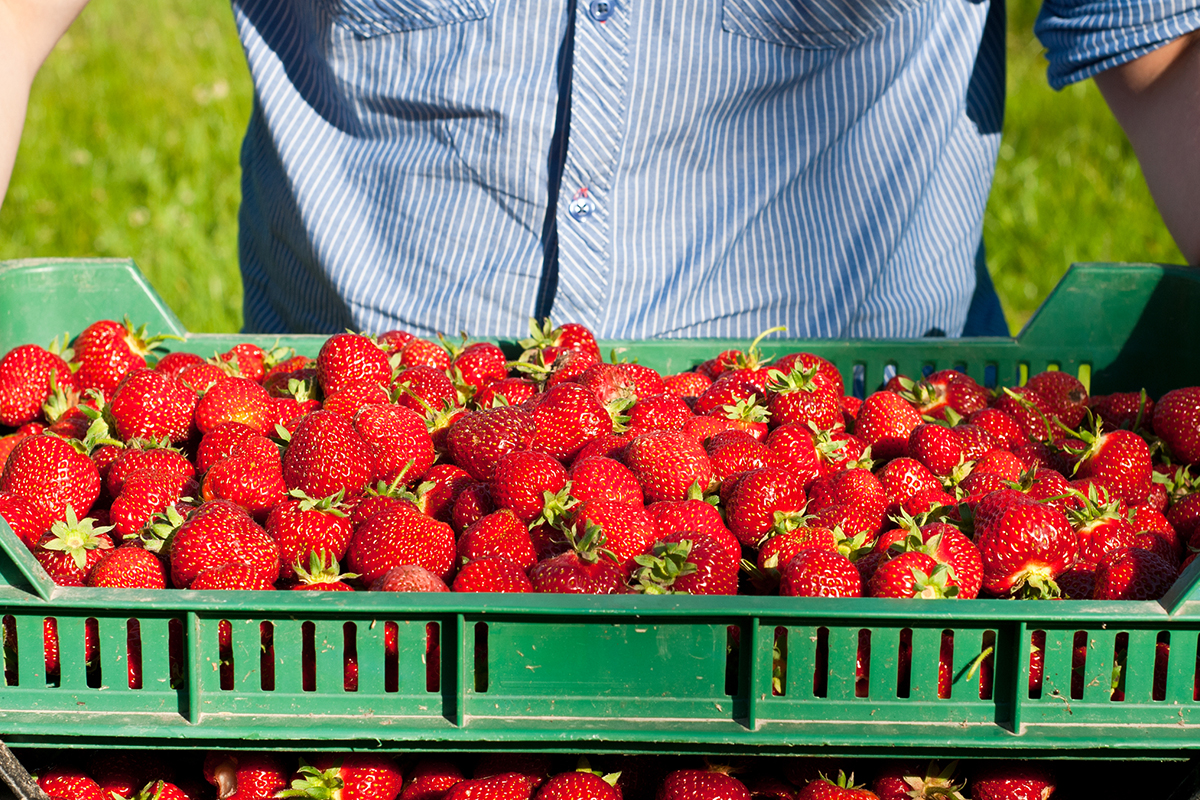 Strawberry prices have risen by almost 70% over the past decade