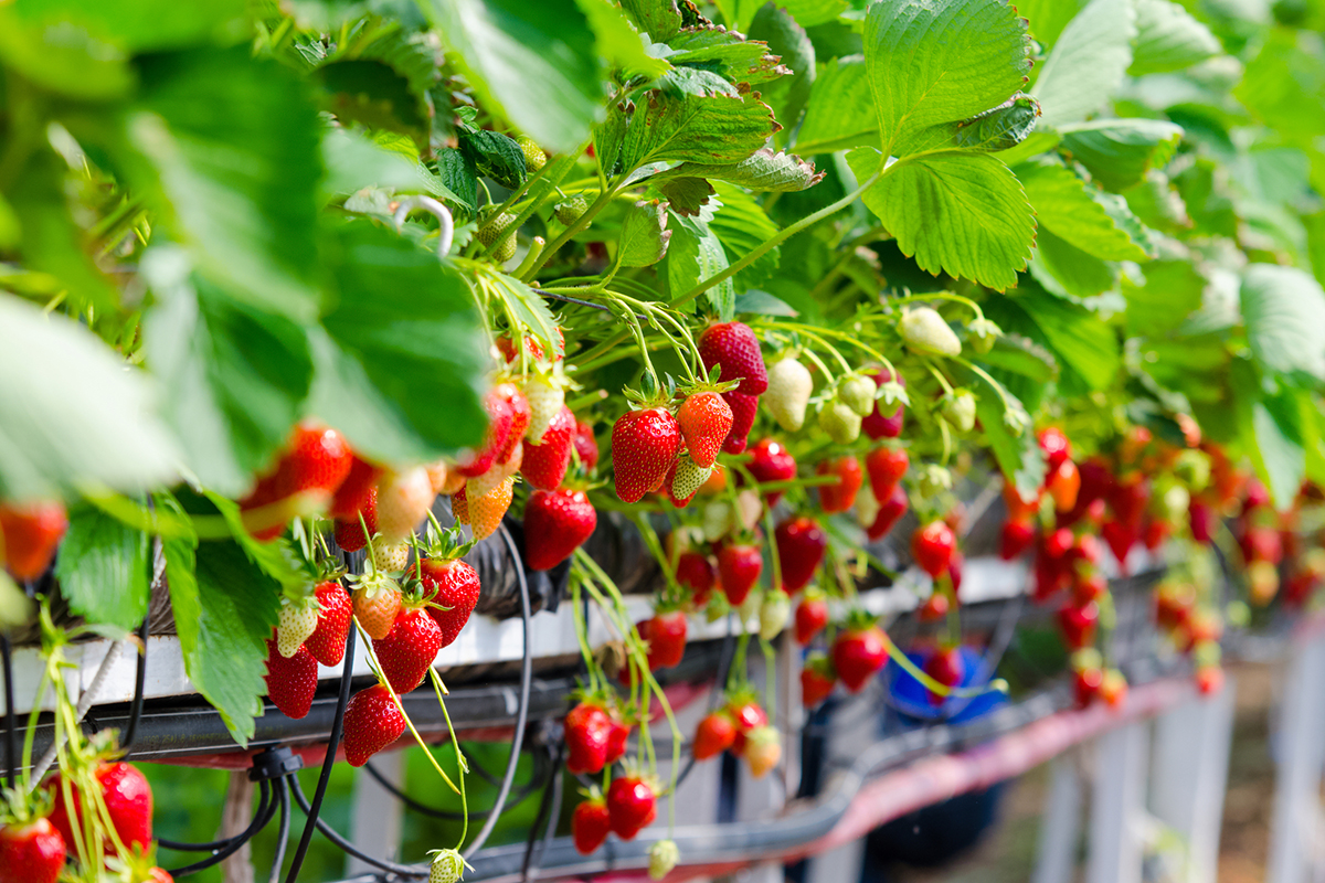 U.K. farm sells 1.5 million strawberry punnets during strong season