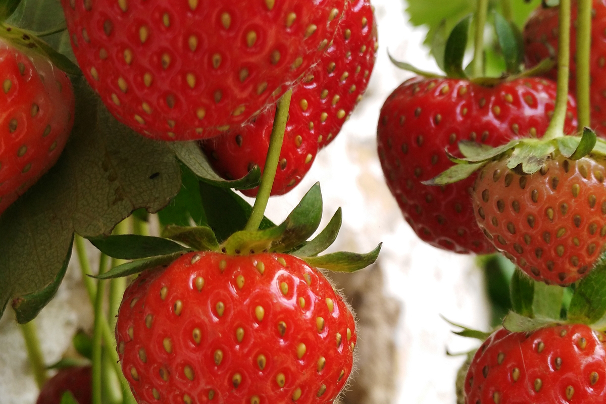 Exploring strawberry cultivation in the Bahamas