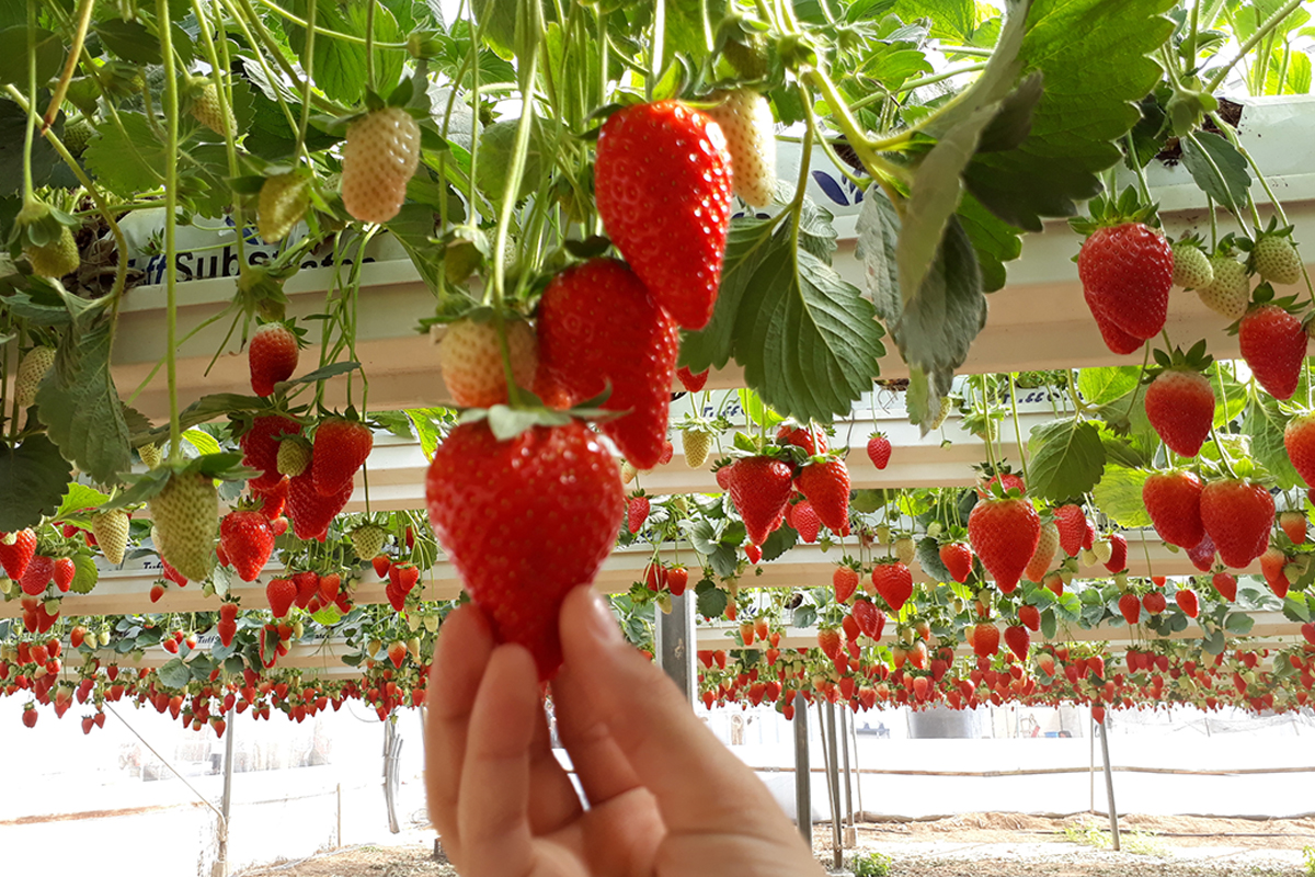 Ukraine expands niche fruit crops despite war and climate change