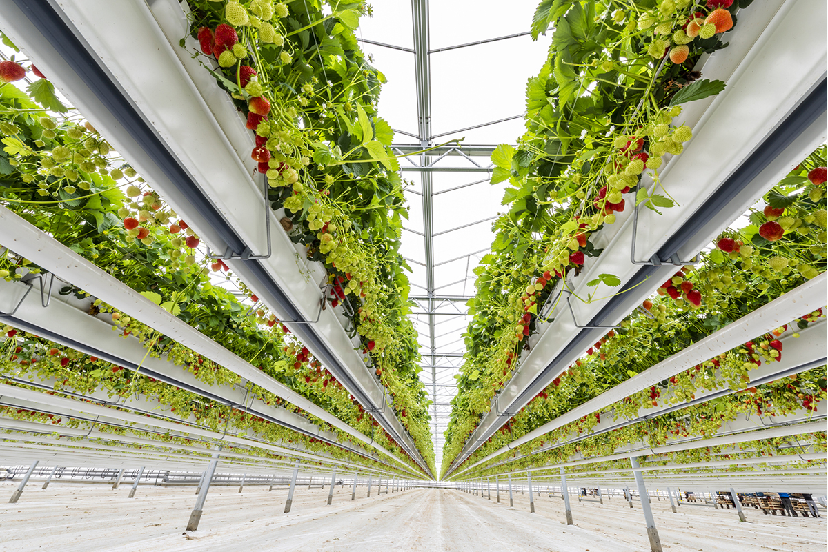 California showcases strawberry sector's sustainability and growth
