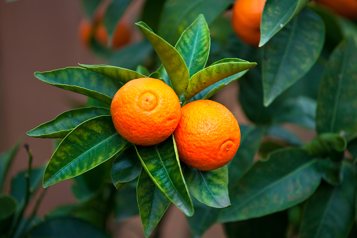 U.S. tangerine and mandarin imports up 4% to 555,000 tons