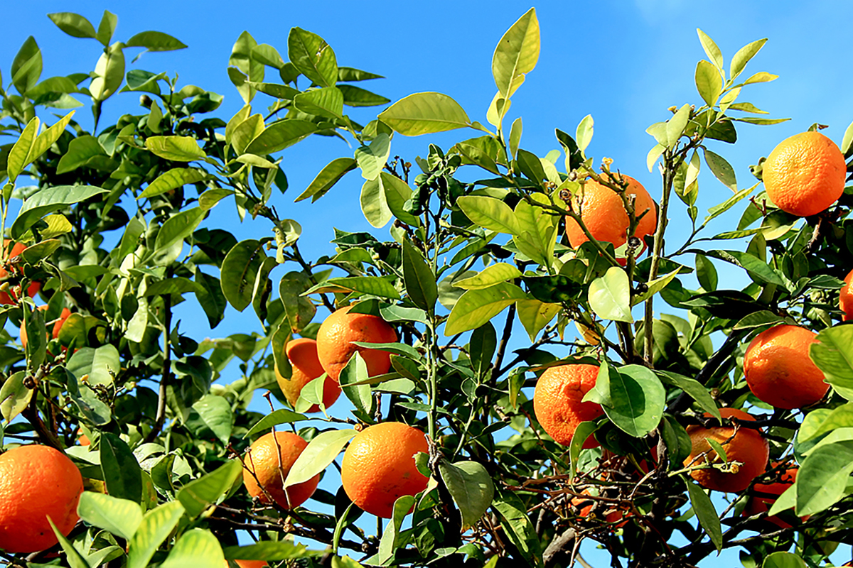 Argentina's orange and tangerine production projected to decline in ...