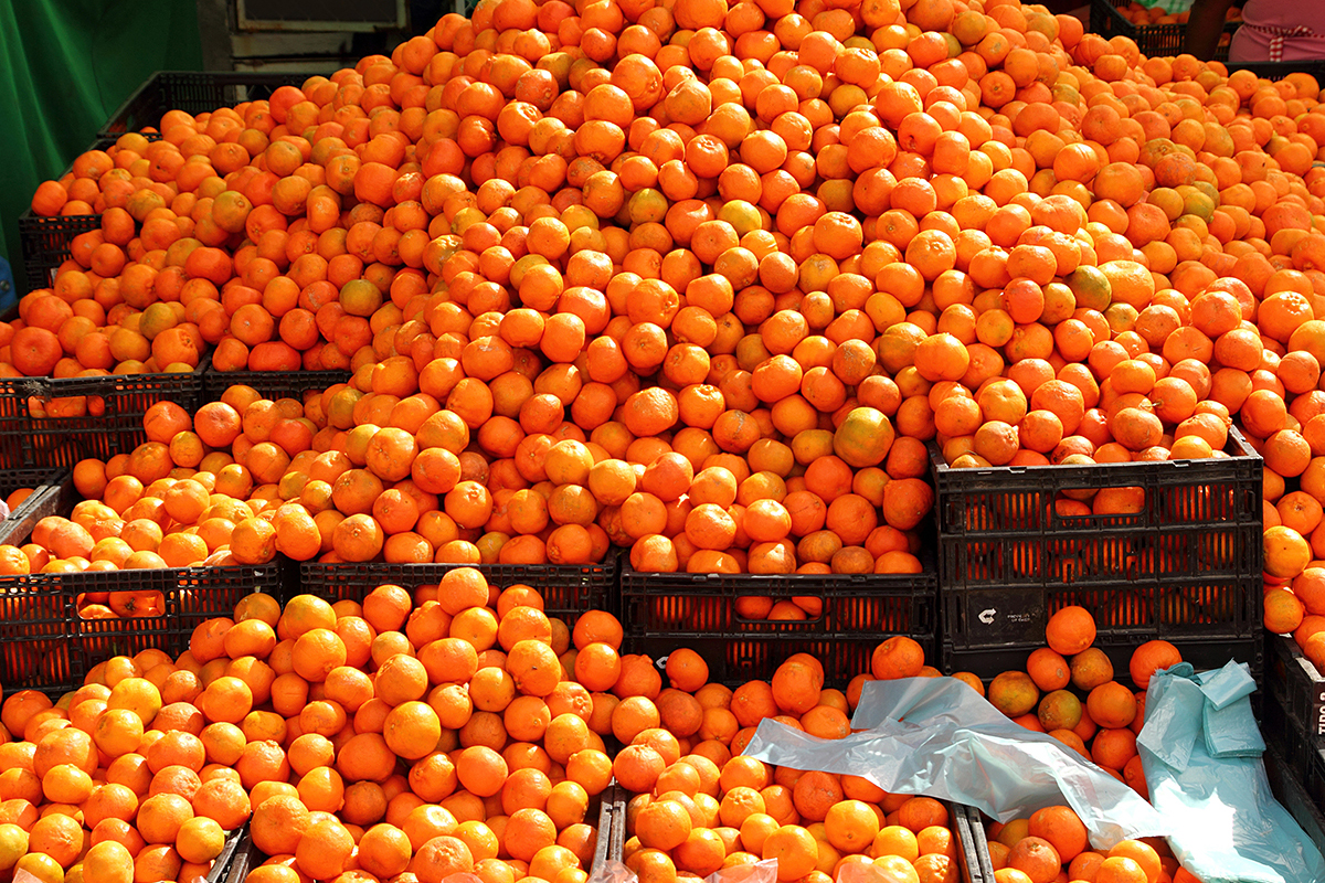 Pressure as Jeju tangerines face duty-free U.S. mandarin imports
