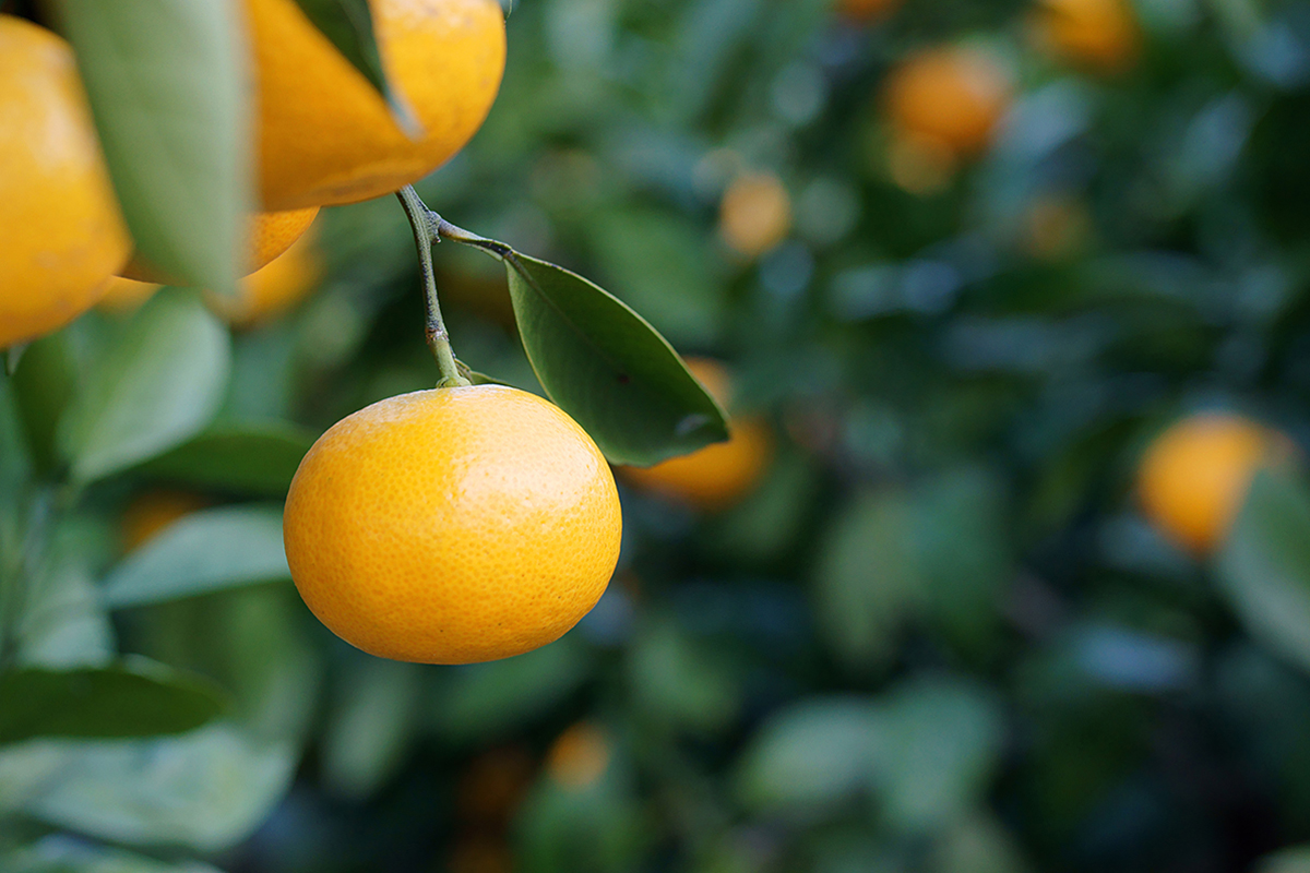 Pakistan kinnow exports hit by old varieties and climate change