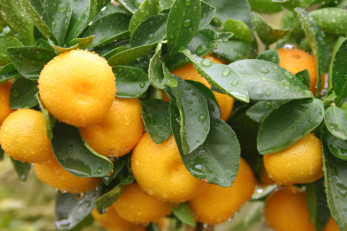 Jeju mandarin industry adapts to climate challenges with new strategies