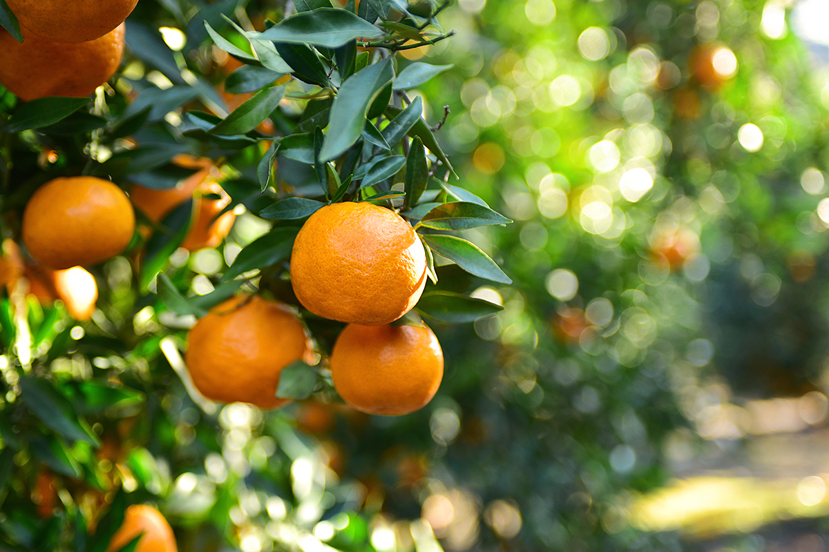 Maui-grown mandarins enter commercial harvest in Hawaii