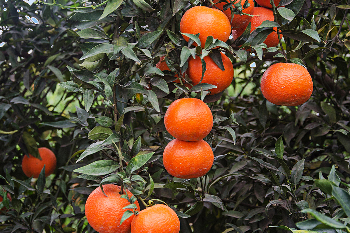 Vietnam expects 1,700 tons of mandarins for Lunar New Year