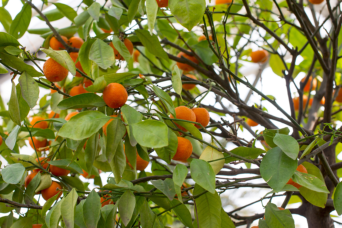 Brazil's orange market hits record prices amid low supply and rising ...