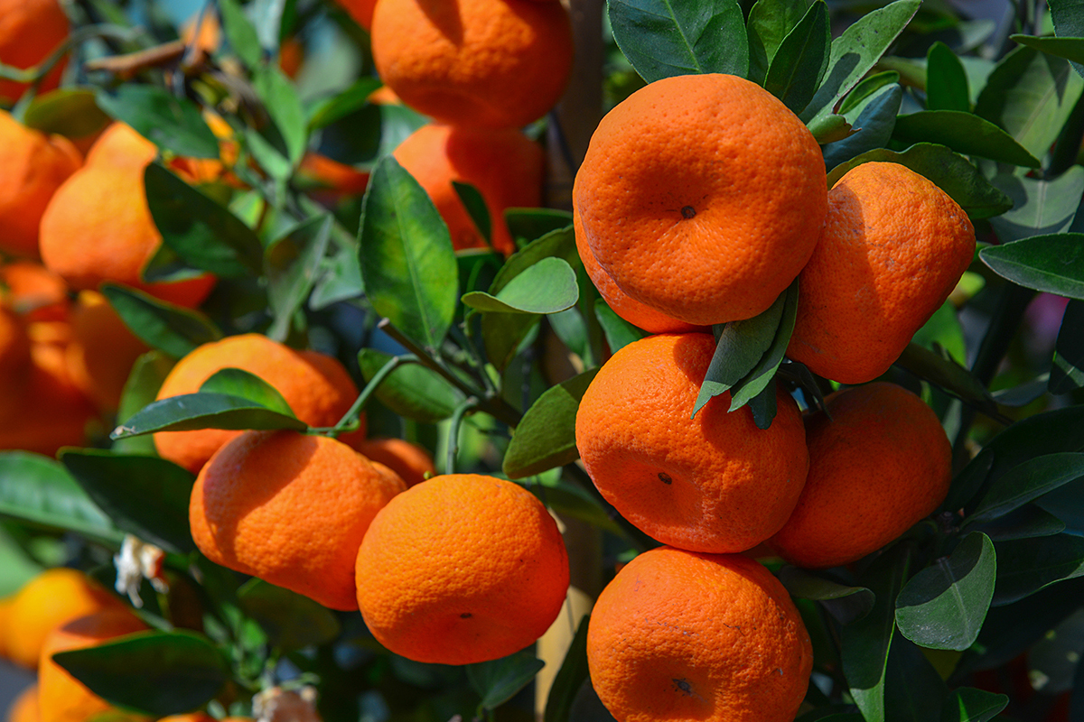 New mandarin varieties to be tested in Batken in 2025