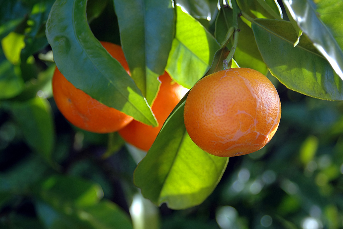 Mexico mandarin prices up over 20% this season