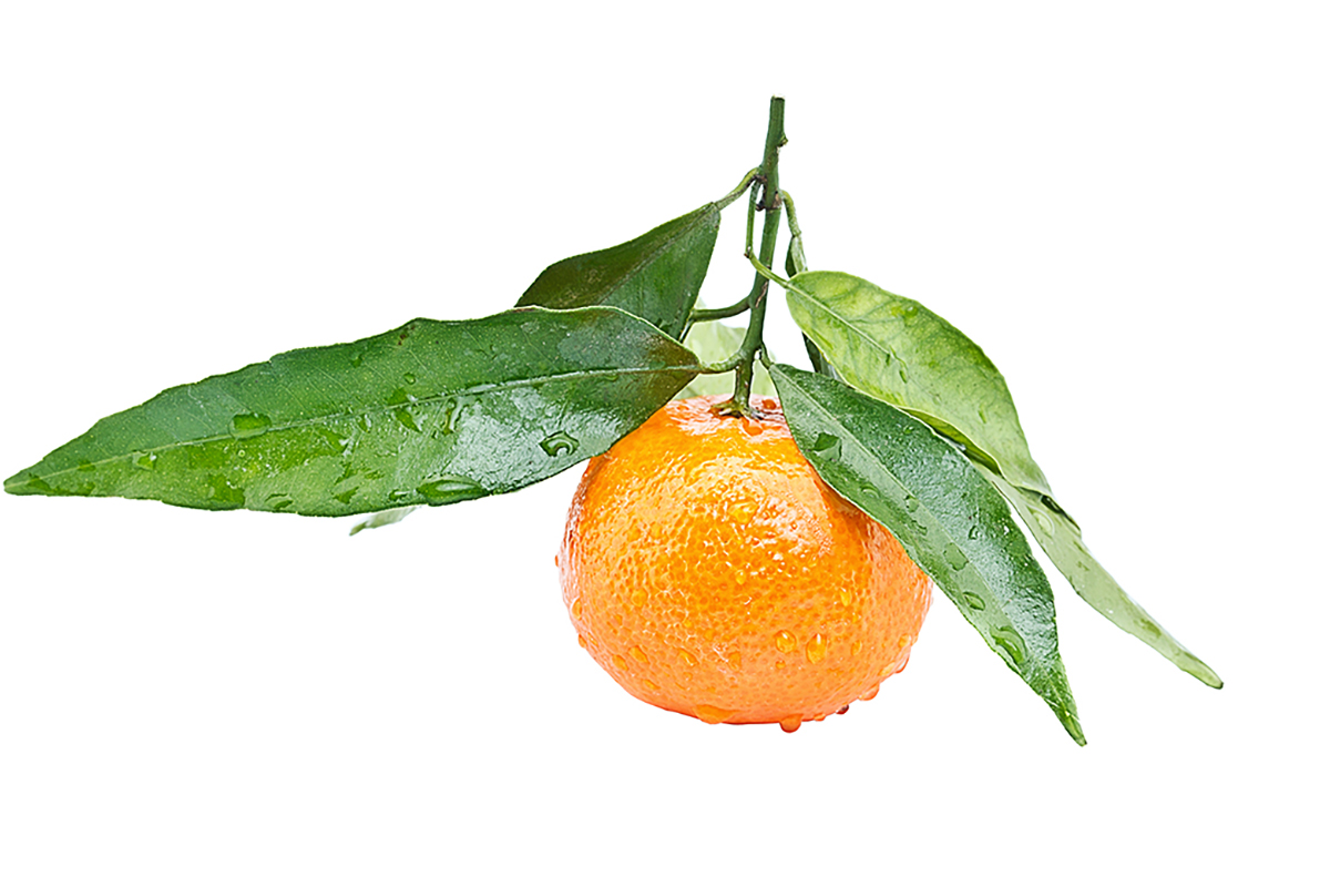 Peruvian mandarin exports grew by 47% in volume in May