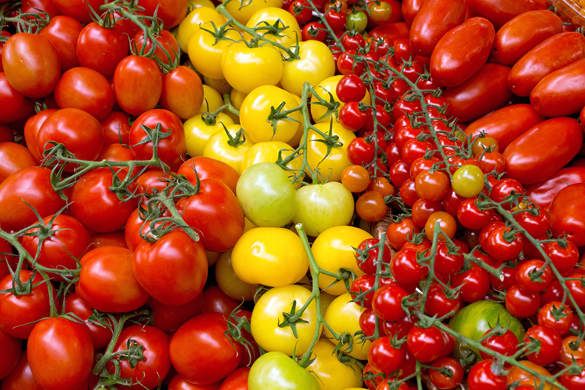 Tomato prices in Kenya rise 45.7% after rainfall disrupts supply