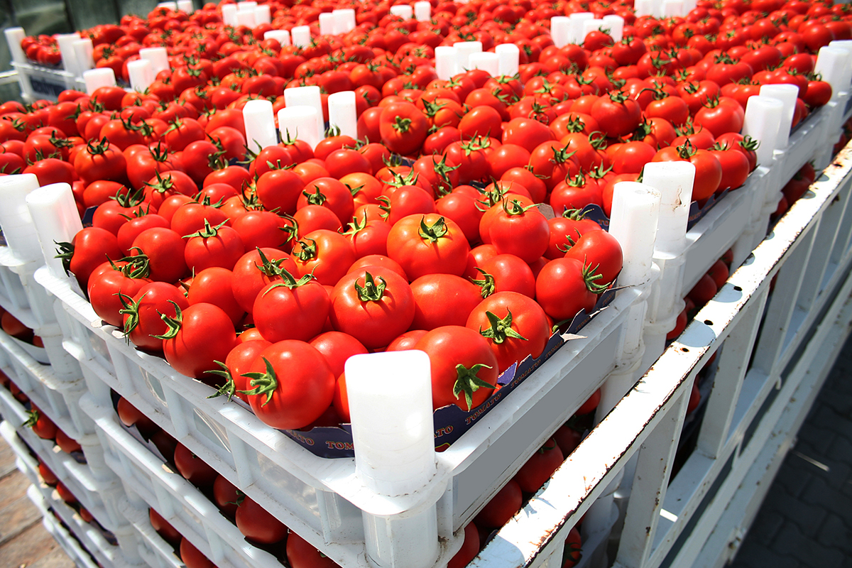 Ukraine’s tomato imports in summer 2025 far exceed exports