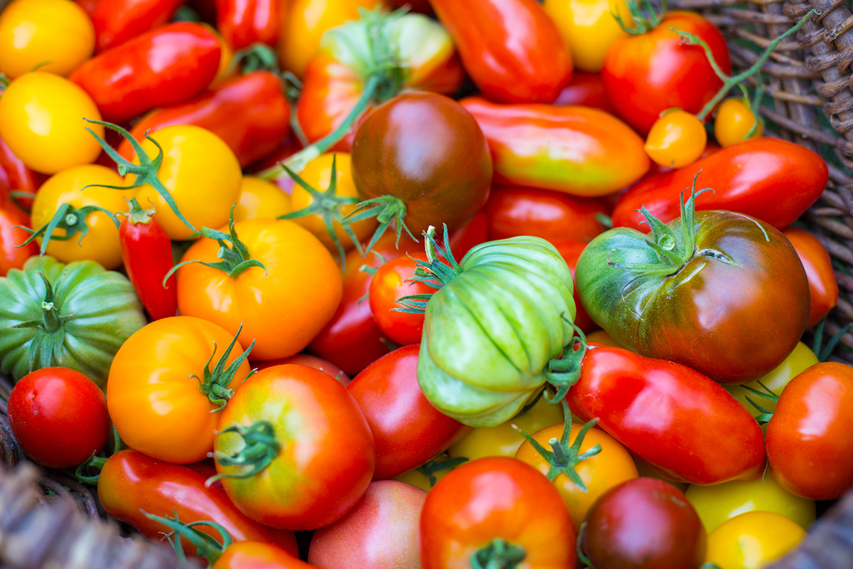 South Korea expands production of functional tomatoes