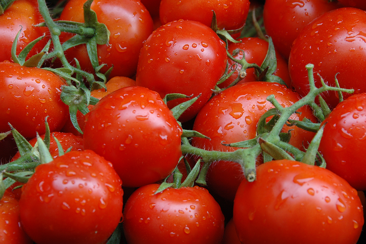 Ghana introduces new tomato varieties through CSIR-CRI
